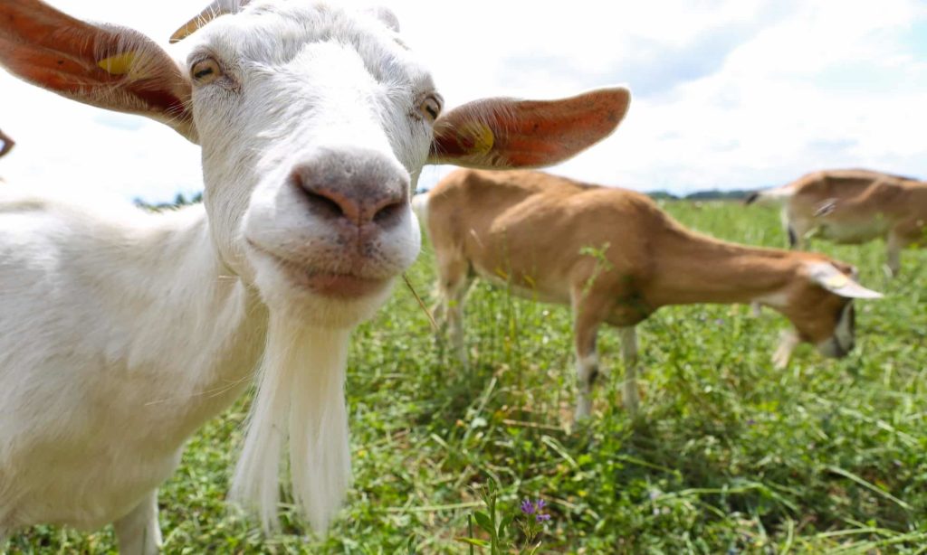 Speisekarte – Ziegenkäserei & Wiesencafé Karolinenhof